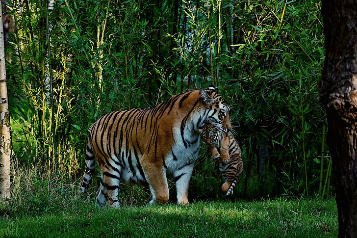 Indian, Nepal parks to be awarded for doubling tiger population ...
