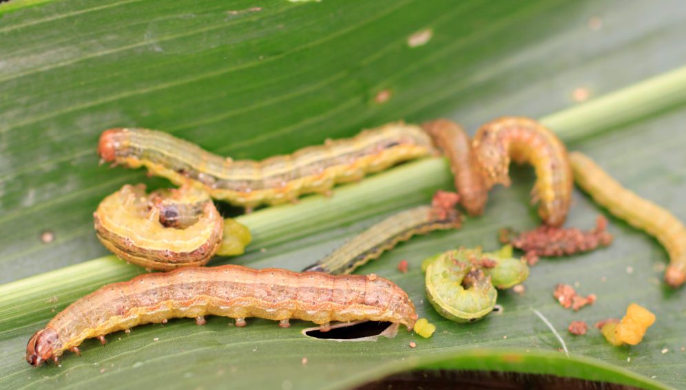 The costs of invasive species - OneWorld SouthAsia