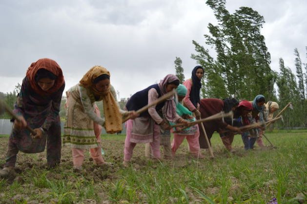Soaring Temperatures Devastate Kashmir Farmers - OneWorld SouthAsia