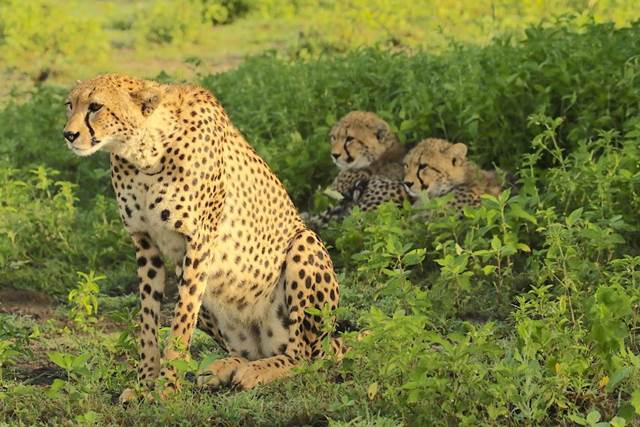 India Draws Up Action Plan for Introducing New Cheetahs - OneWorld ...