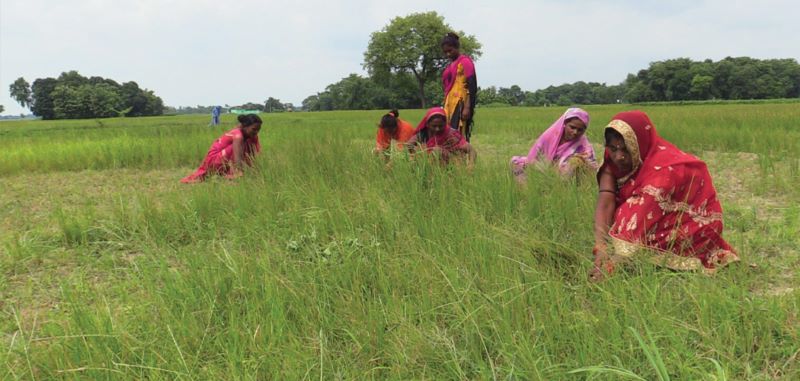 In Nepal, Farmers Are Cutting Paddy to Feed Their Cattle - OneWorld ...