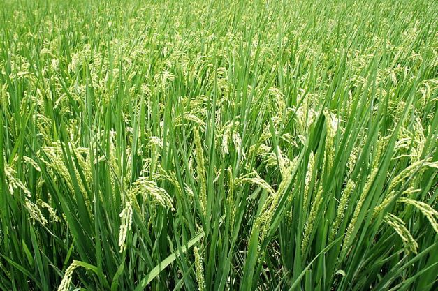 Rice Dwarfing Virus Threatens Indian Yields - OneWorld SouthAsia