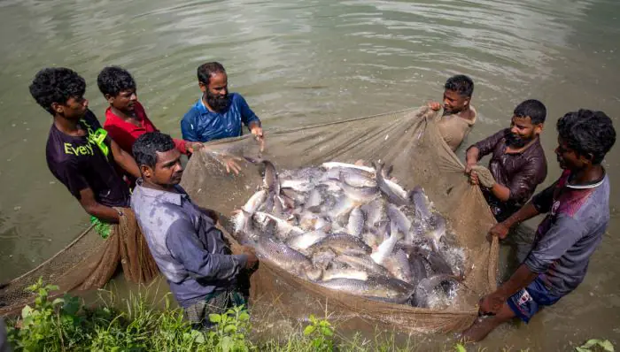 Bangladeshi Fish Farms ‘Need Climate Data Support’ - OneWorld SouthAsia