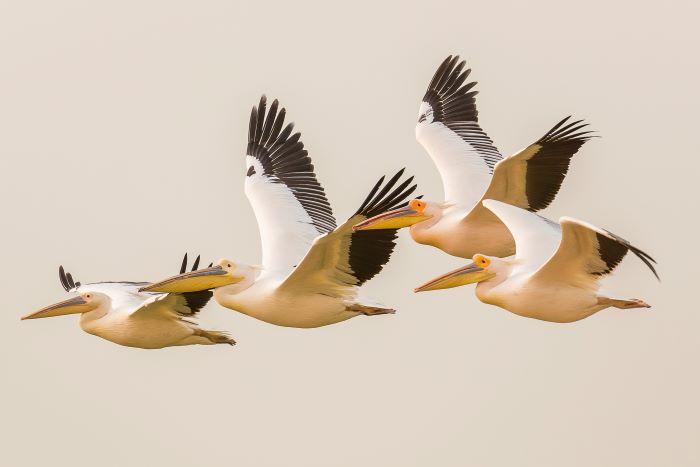 Landmark UN Report Reveals Shocking State of Wildlife: The World’s ...