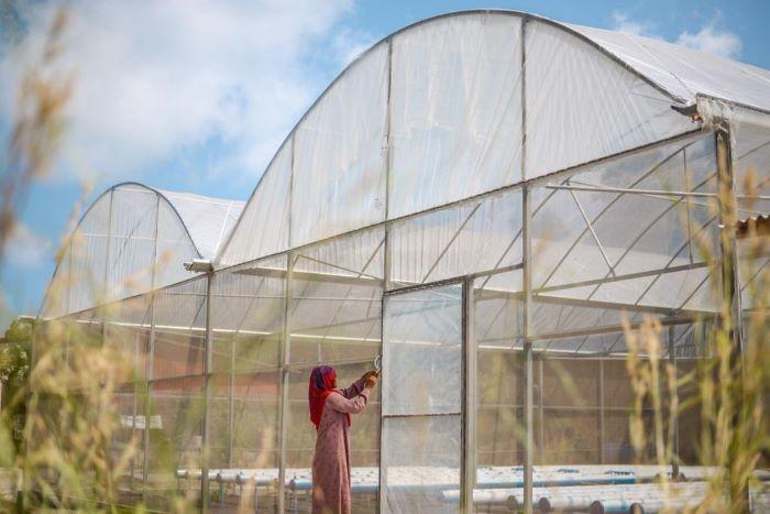 Maldives Makes a First Foray into Hydroponic Farming - OneWorld SouthAsia