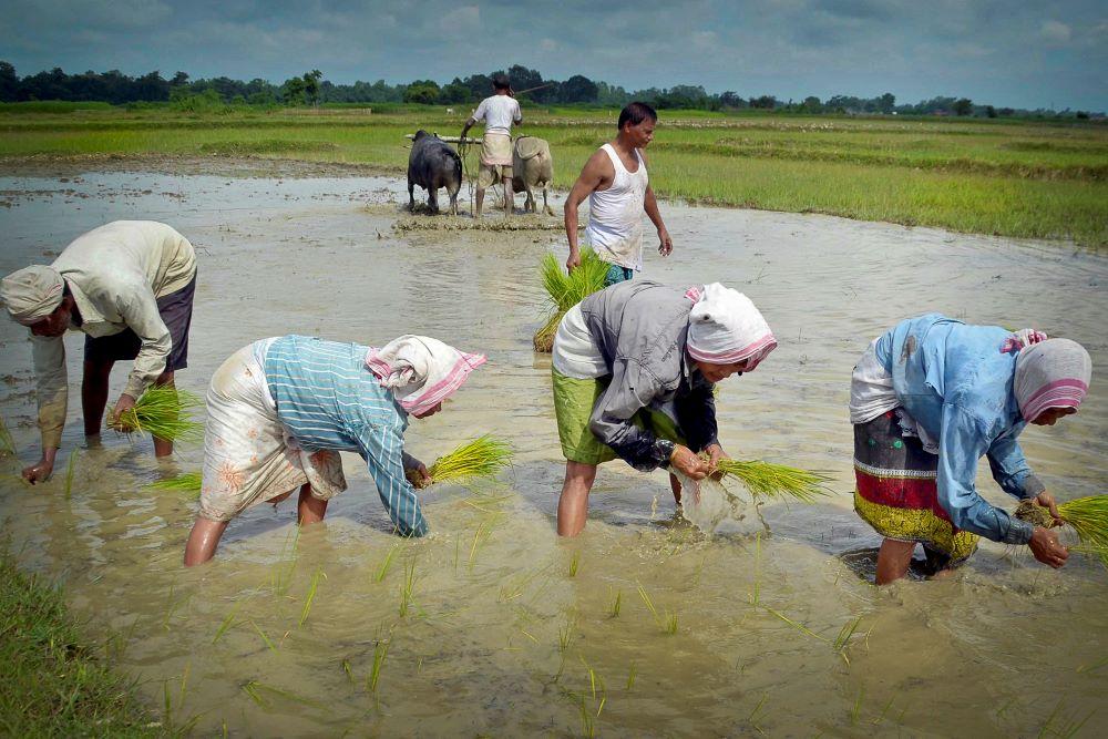 Opportunity to Promote Natural Farming in Assam - OneWorld SouthAsia