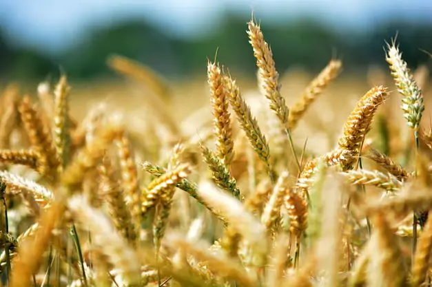 Pakistan: Absence of Wheat Procurement Strains Farming Sector ...