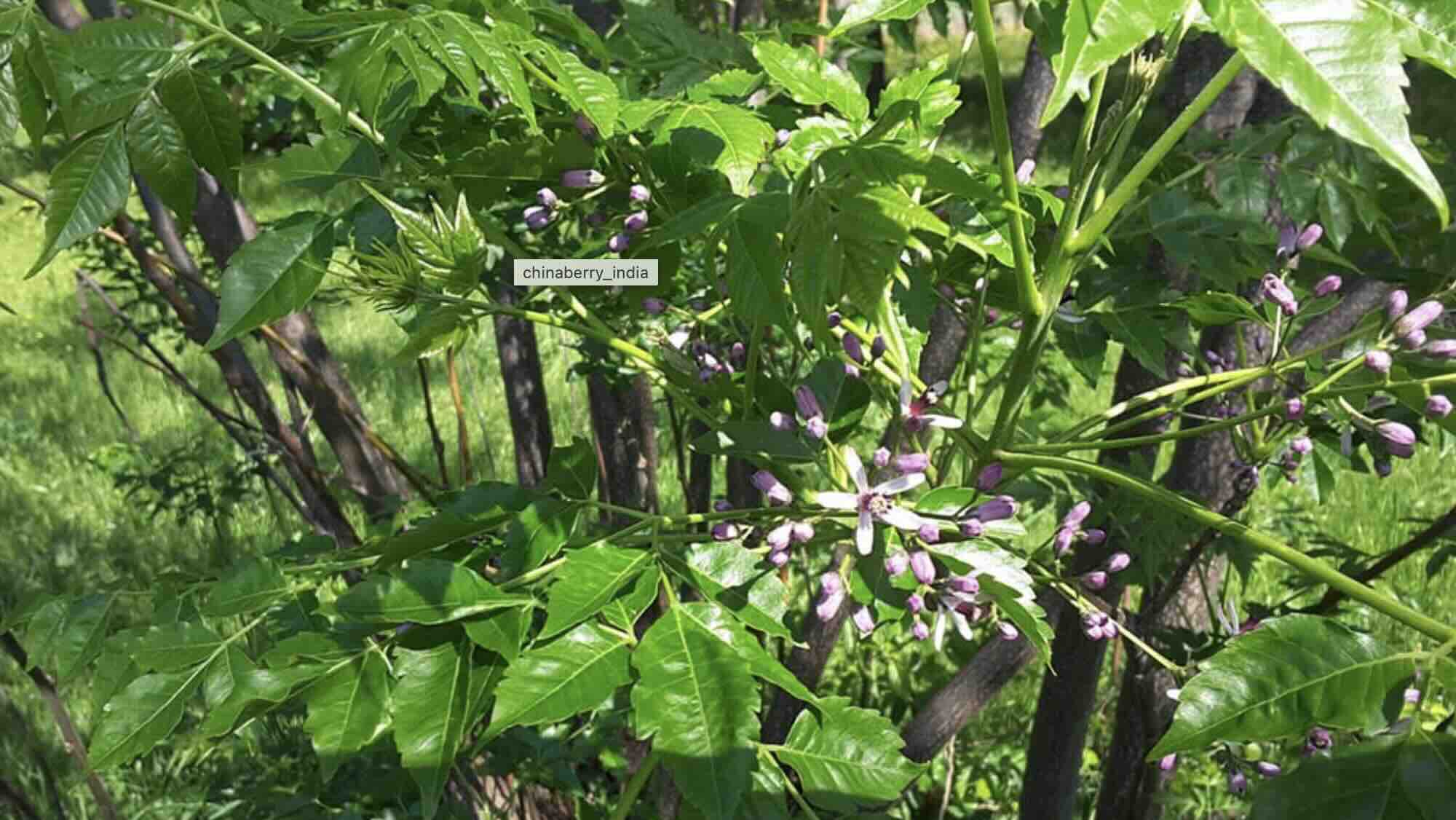 Fire-Tolerant Chinaberry Tree Endorsed for Forest Planting - OneWorld ...