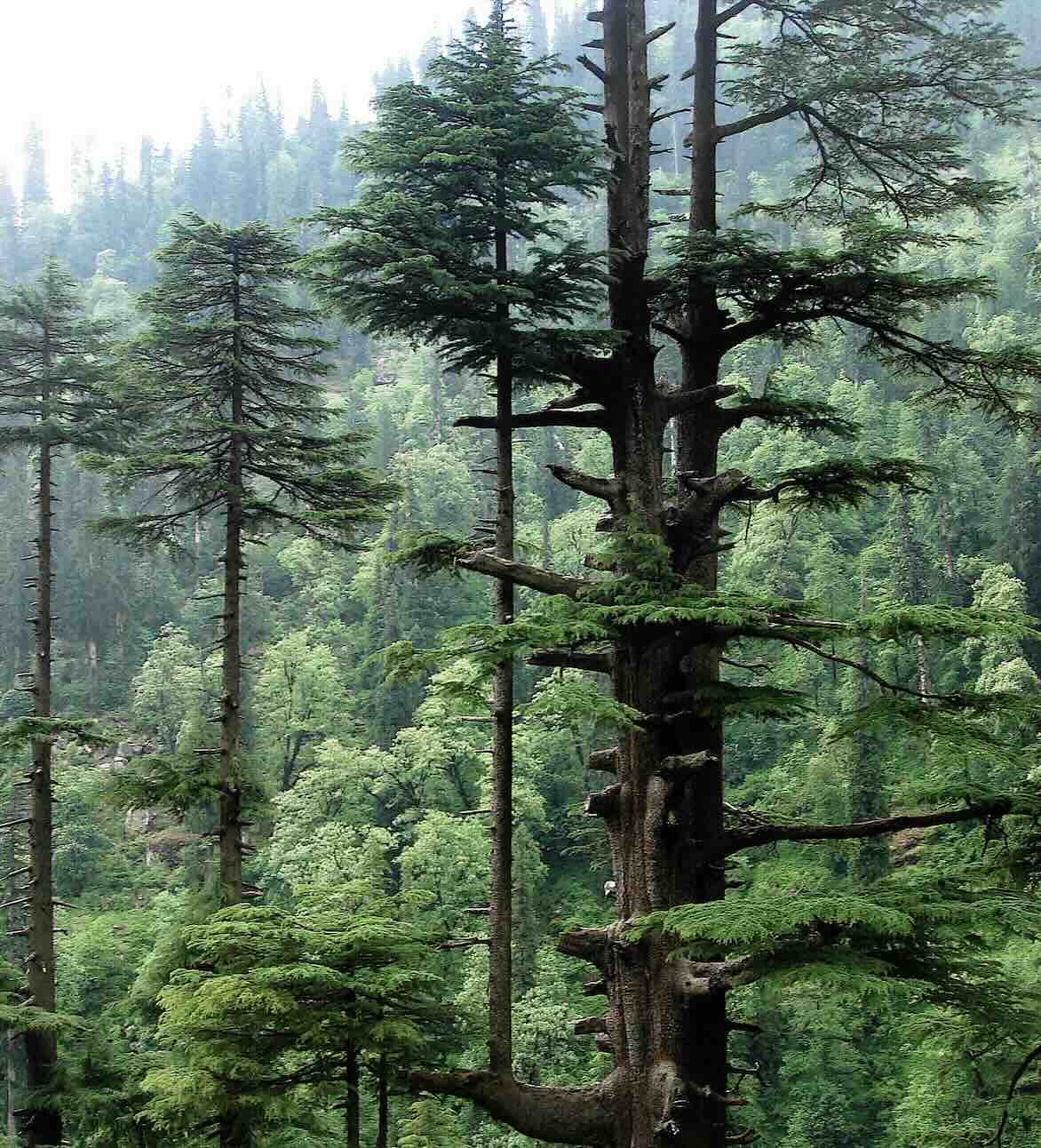 Ancient Deodhar Trees Expose Himalayan Droughts and Deadly Rockfall ...