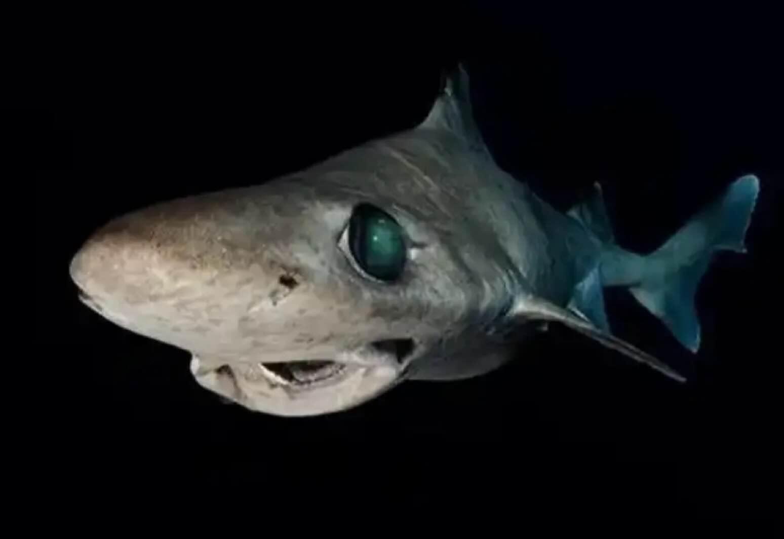 Maldives’ Ocean Crossroads: The Battle Over Gulper Sharks and the ...